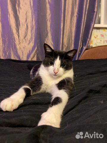 Продам кошку
