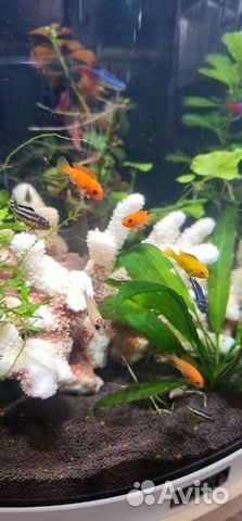 Мальки цихлид