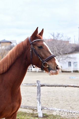 К продаже предлагается перспективный молодой мерин