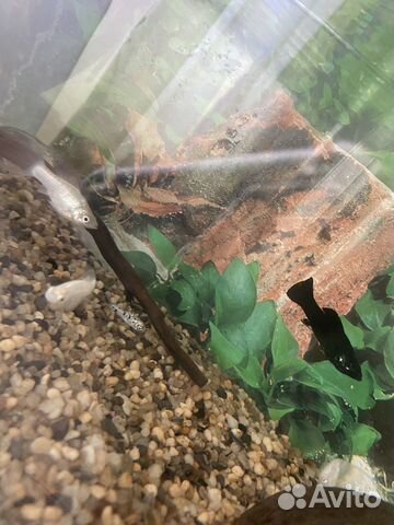 Рыбки молинезии и креветка амано