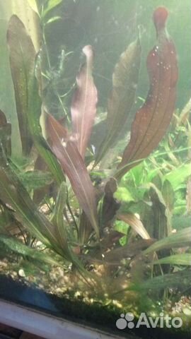 Эхинодорус