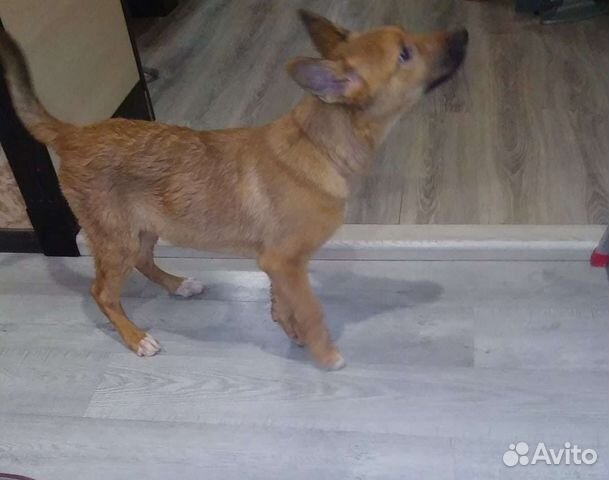 Собака в добрые руки щенок