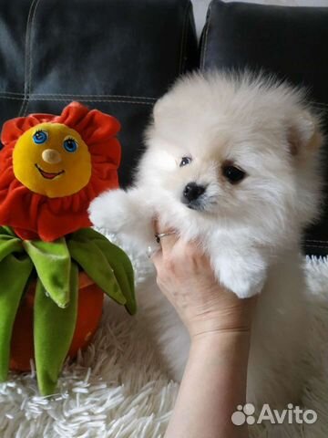 Шикарный померанский мишка