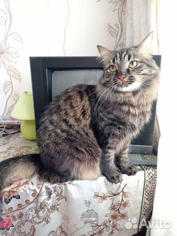 Бенгальская кошка бесплатно