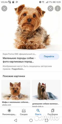Йоркширский терьер
