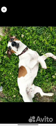 Вязка джек рассел терьер