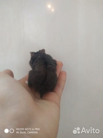 Хомяк кэмпбелла девочка 6 месяцев