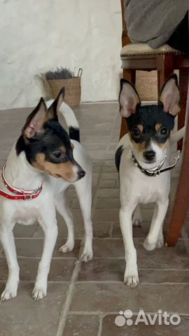 Той фокстерьер