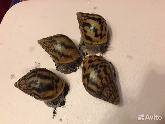 Улитка ахатина тигр
