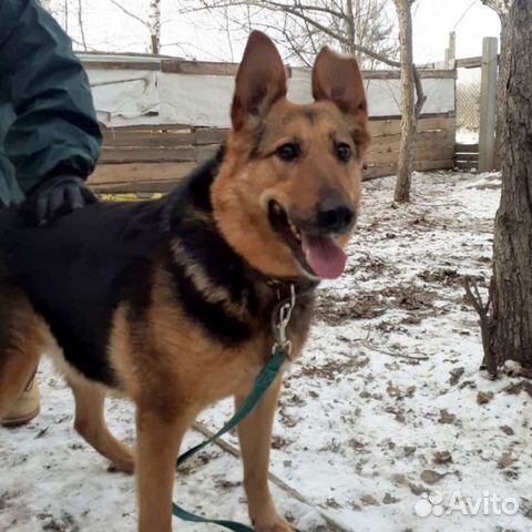 Сказочная Алиса ищет дом