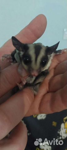 Белка летяга