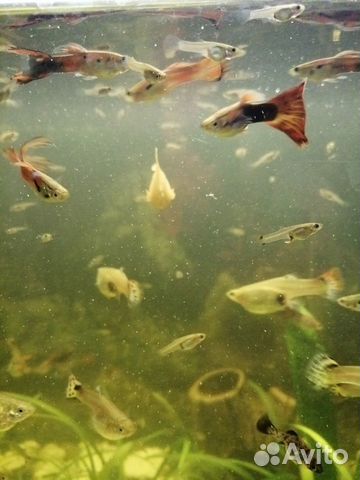 Аквариумные рыбки гуппи