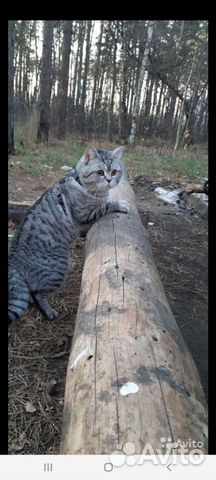Вязка шотландского кота