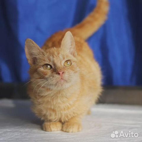 Ищем дом для славного рыжика Листика