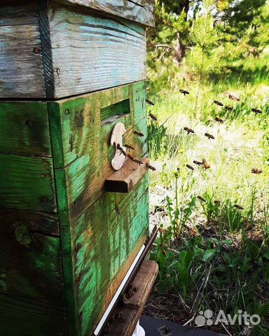 Пчелы и улья