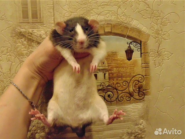 Отдам крысок в хорошие руки, клетки