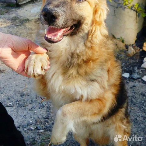 Щенок Ретривер помесь