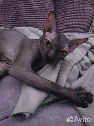 Канадский сфинкс