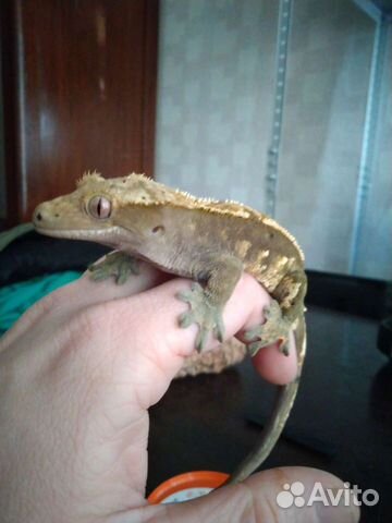 Реснитчатый бананоед,самец