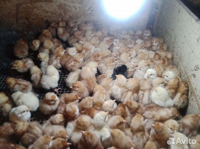 Цыплята бройлеры суточные кобб 500
