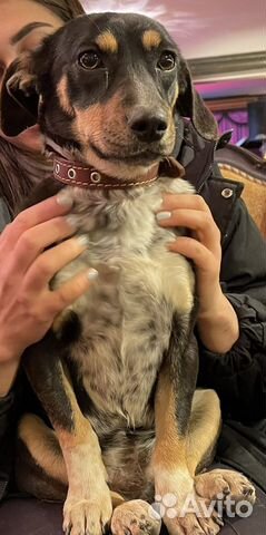 Собака в добрые руки