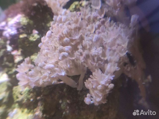 Морские кораллы