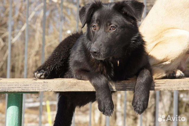 Леси, щенок девочка в дар