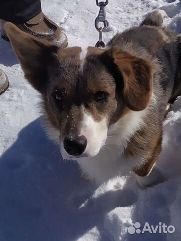 Вельш-корги кардиган