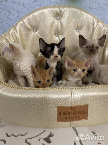 Девон-рекс открыто бронирование