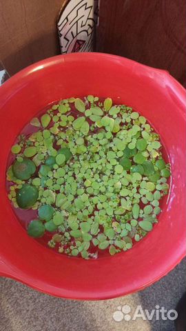 Водоросли для аквариума. Лимнобиум и пистия