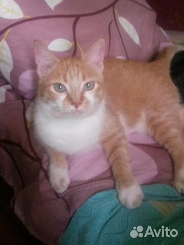 Шелковистая по сути и характеру кошка Рыжка в дар