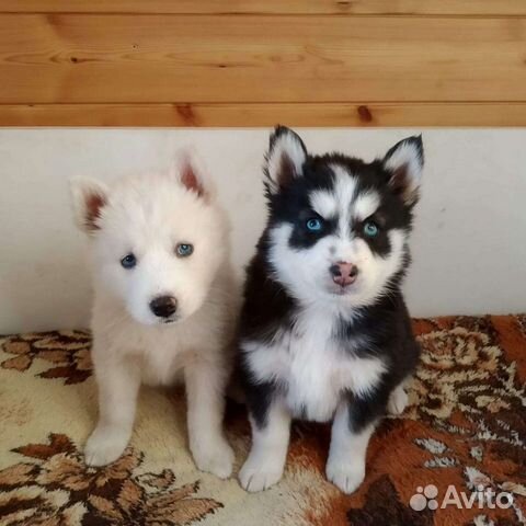 Щенки сибирской хаски