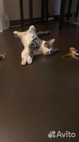Котик в добрые руки