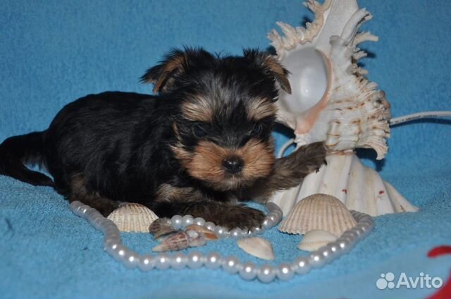 Очаровательные Микки и Марта