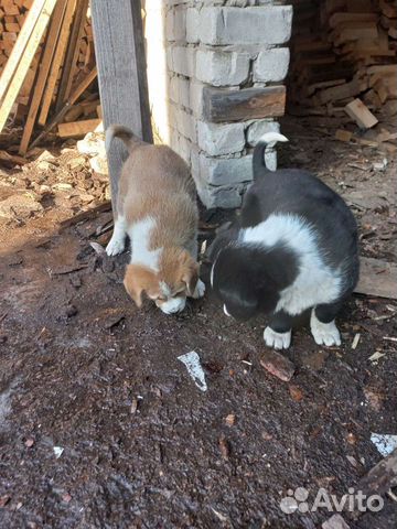 Щенки