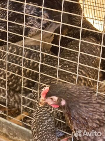 Куры несушки разных пород