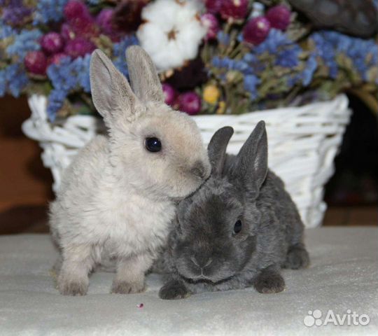 Кролик, рекс