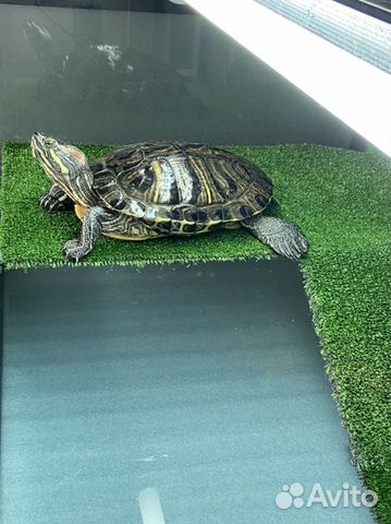 Красноухая черепаха в дар