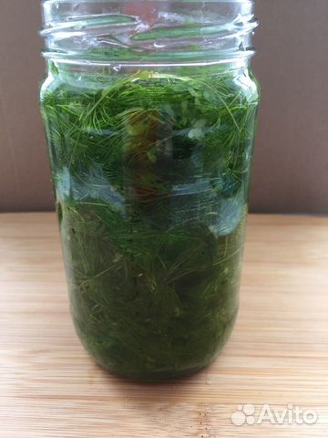 Роголистник +ряска