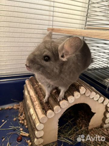 Шиншилла девочка фиолет