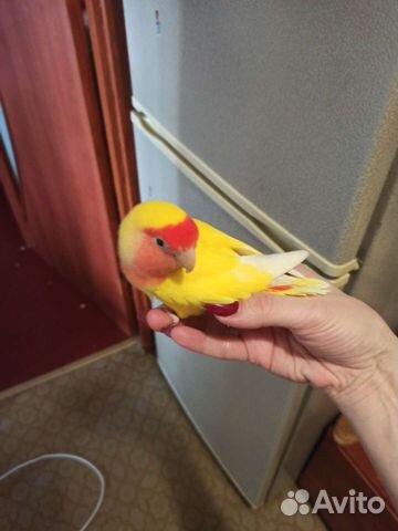 Попугай неразлучник