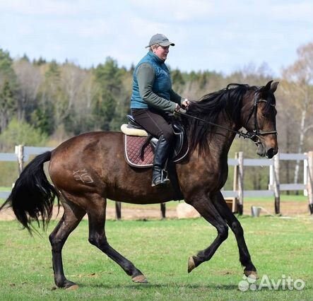 Андалузская (PRE) кобыла 2014гр