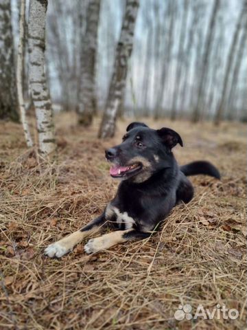 Небольшая собака