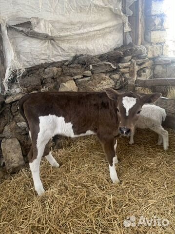 Корова телочка животные