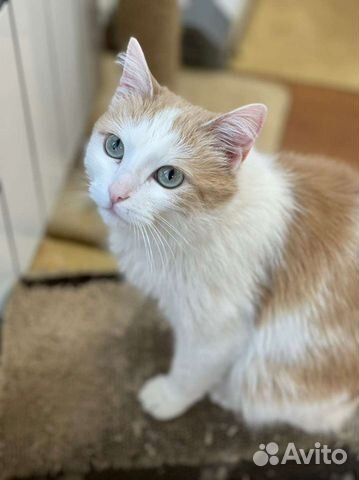 Котодети из приюта ищут своих родителей