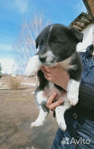 Щенки дворняжки