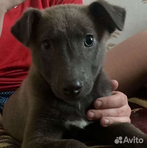 Щенок в добрые руки