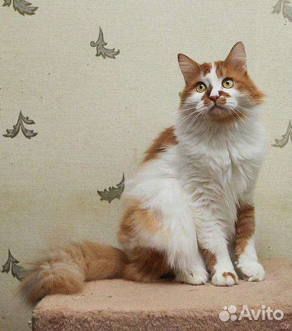 Пушистый котик Кас в дар