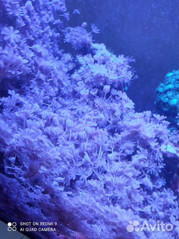 Ксения пульсирующая