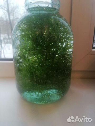 Аквариумные рыбки и растения